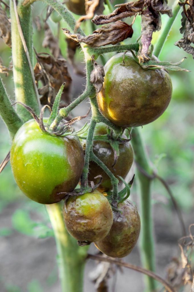 Peronospora delle piante di pomodoro: puoi mangiare pomodori affetti da ...